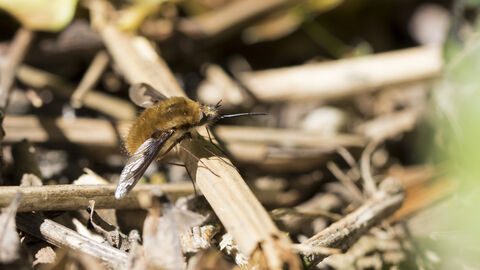 Dark-edged bee-fly | The Wildlife Trusts
